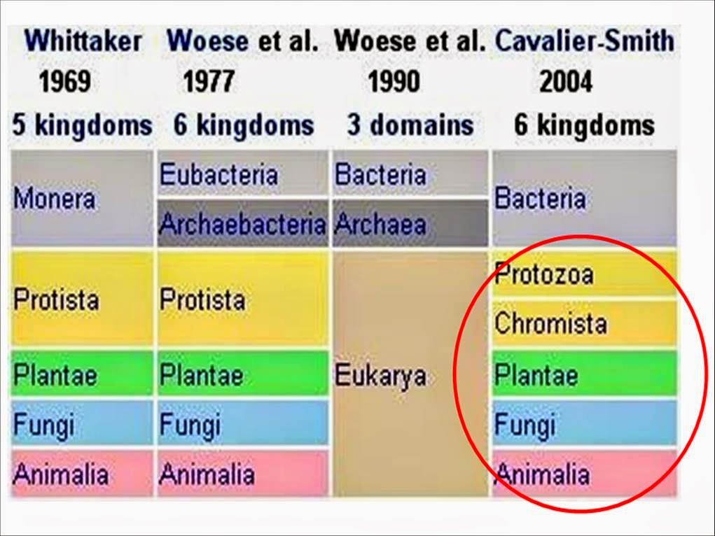 Biologia i geologia 1r batx: Cavalier-Smith (1998). Sistema de ...