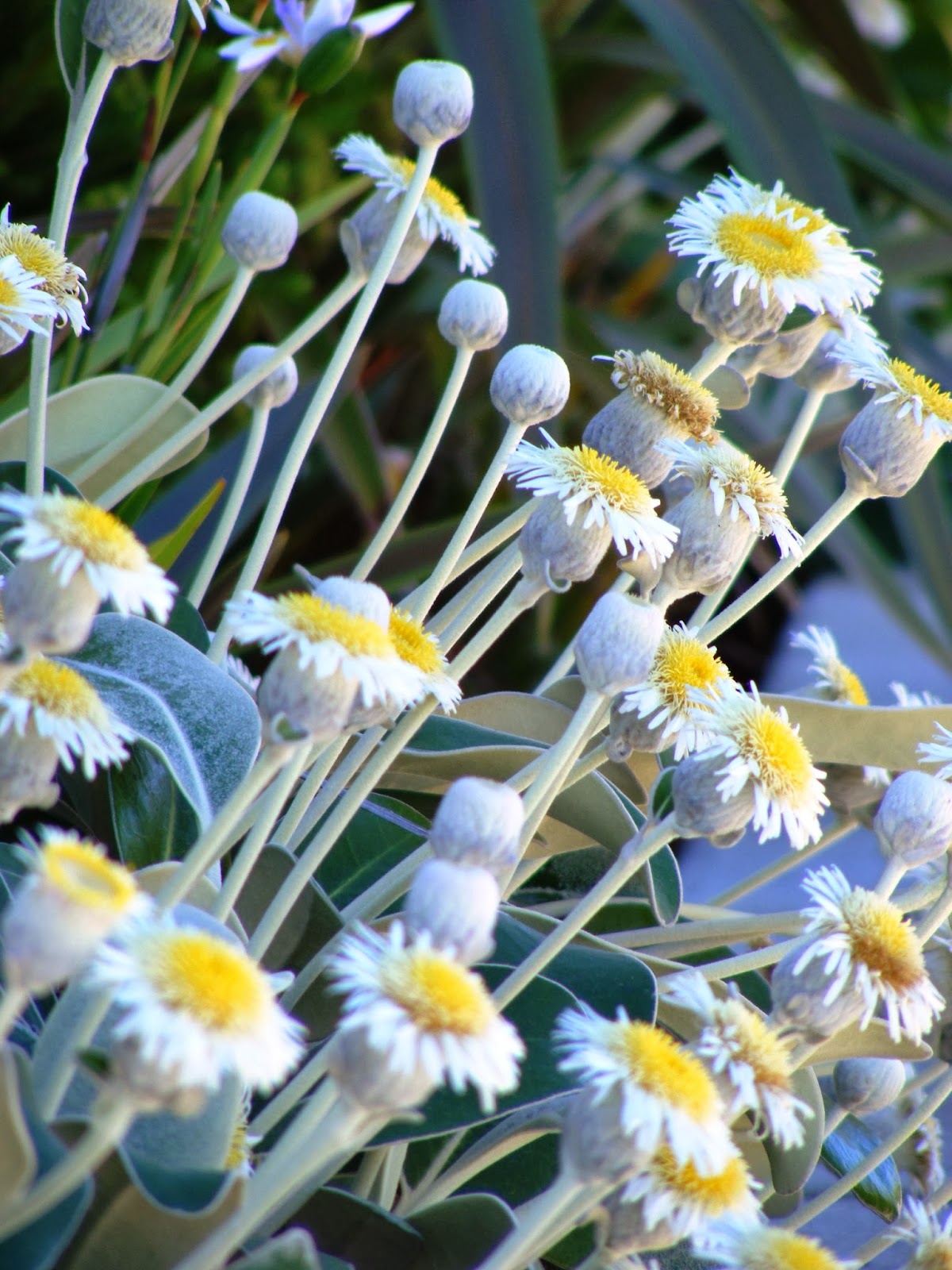 Rachel Callaghan Landscape Architect, NZ: Marlborough Rock Daisy