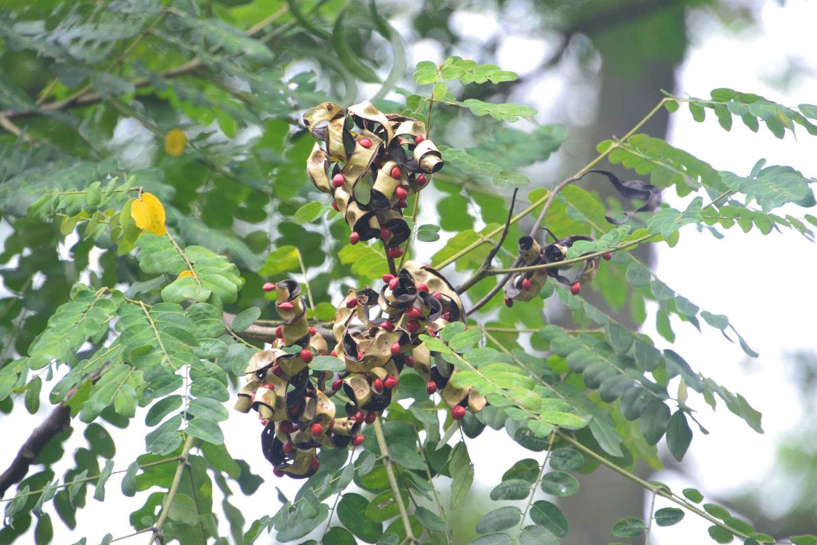 Riverine Parks: Adenanthera pavonina