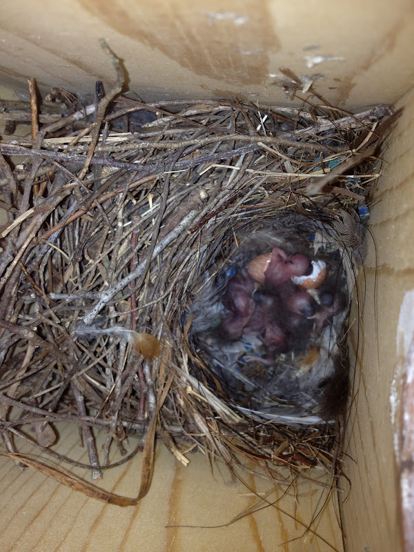 Quaker Parrot Nest Box