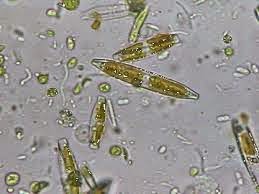 MICROALGAS-USOS Y APLICACIONES DE LA BIOMASA MICROALGAL EN EL MEDIO ...