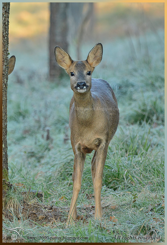 WILDLIFE GATEWAY: Deux chevrettes