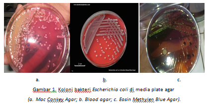 drh. Dewi Murni: ISOLASI dan IDENTIFIKASI Escherichia coli PADA HEWAN COBA