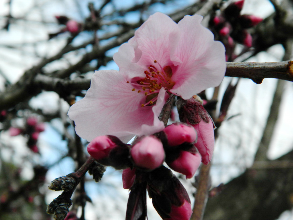 LA MULTI ANI, ROMANIA!: Migdal inflorit