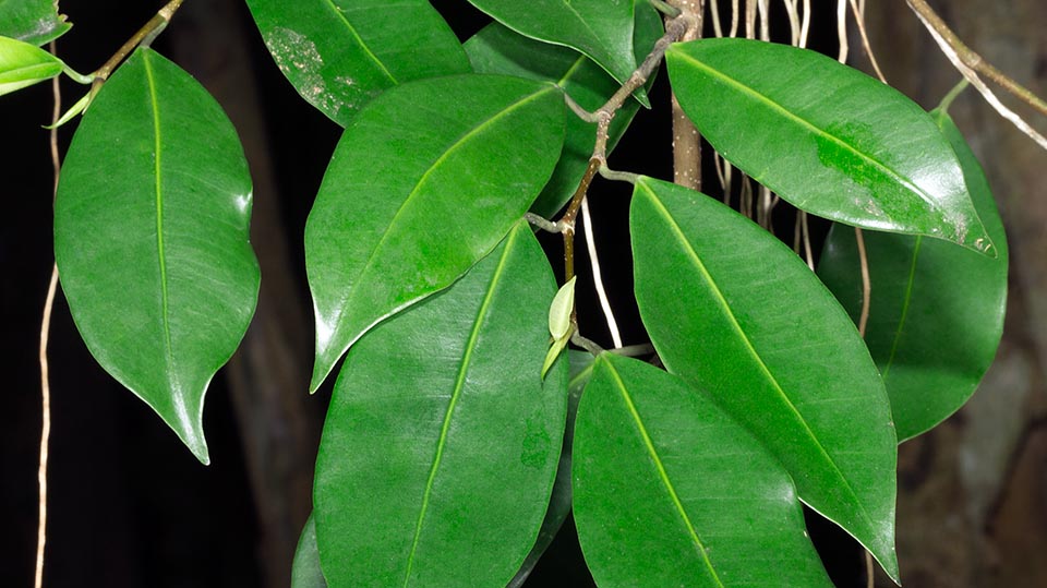 JAGUEYES EN QUEBRADILLAS