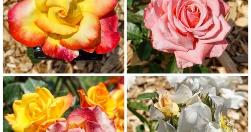 EL BLOG DEL TEMPS: "La vie en rose"