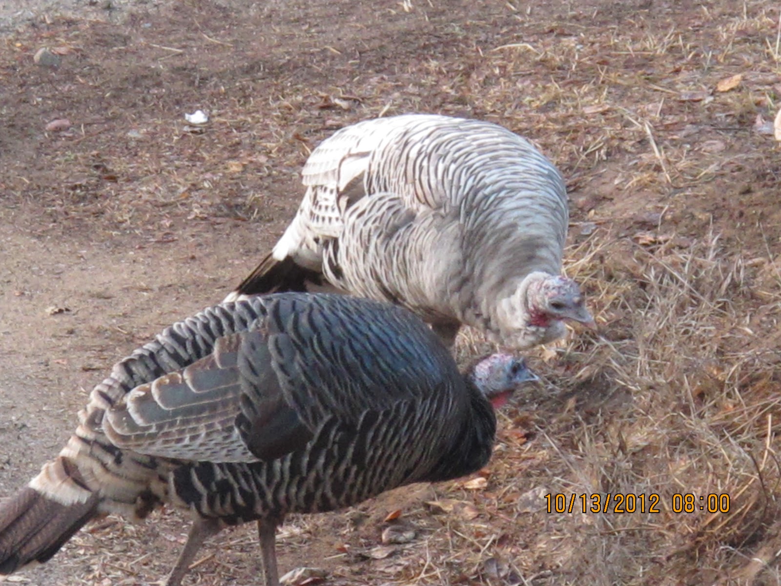 The Official PoultryBookstore.com Blog: Turkeys of many colors