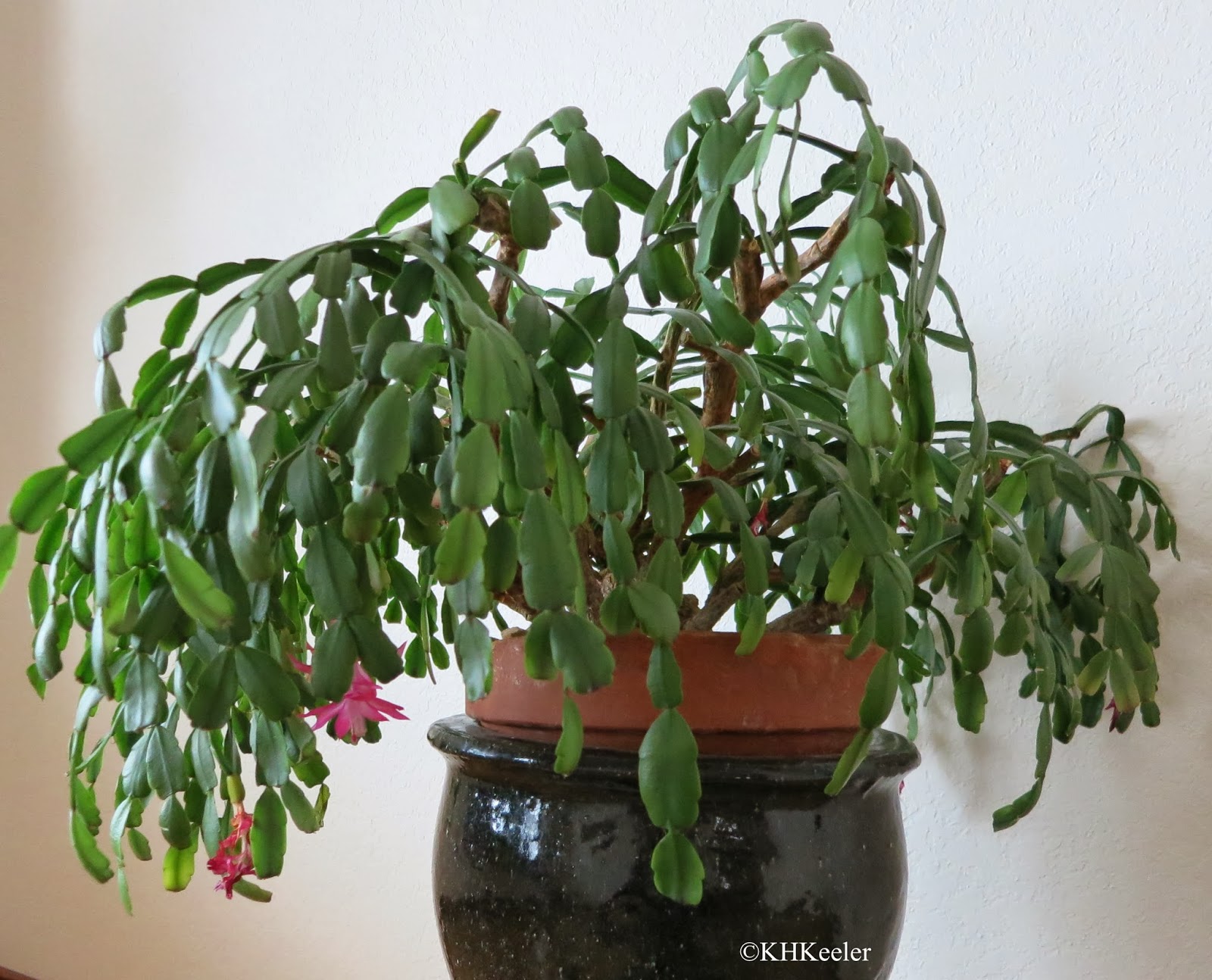 A Wandering Botanist: Plant Story — a Christmas Cactus Named Junior