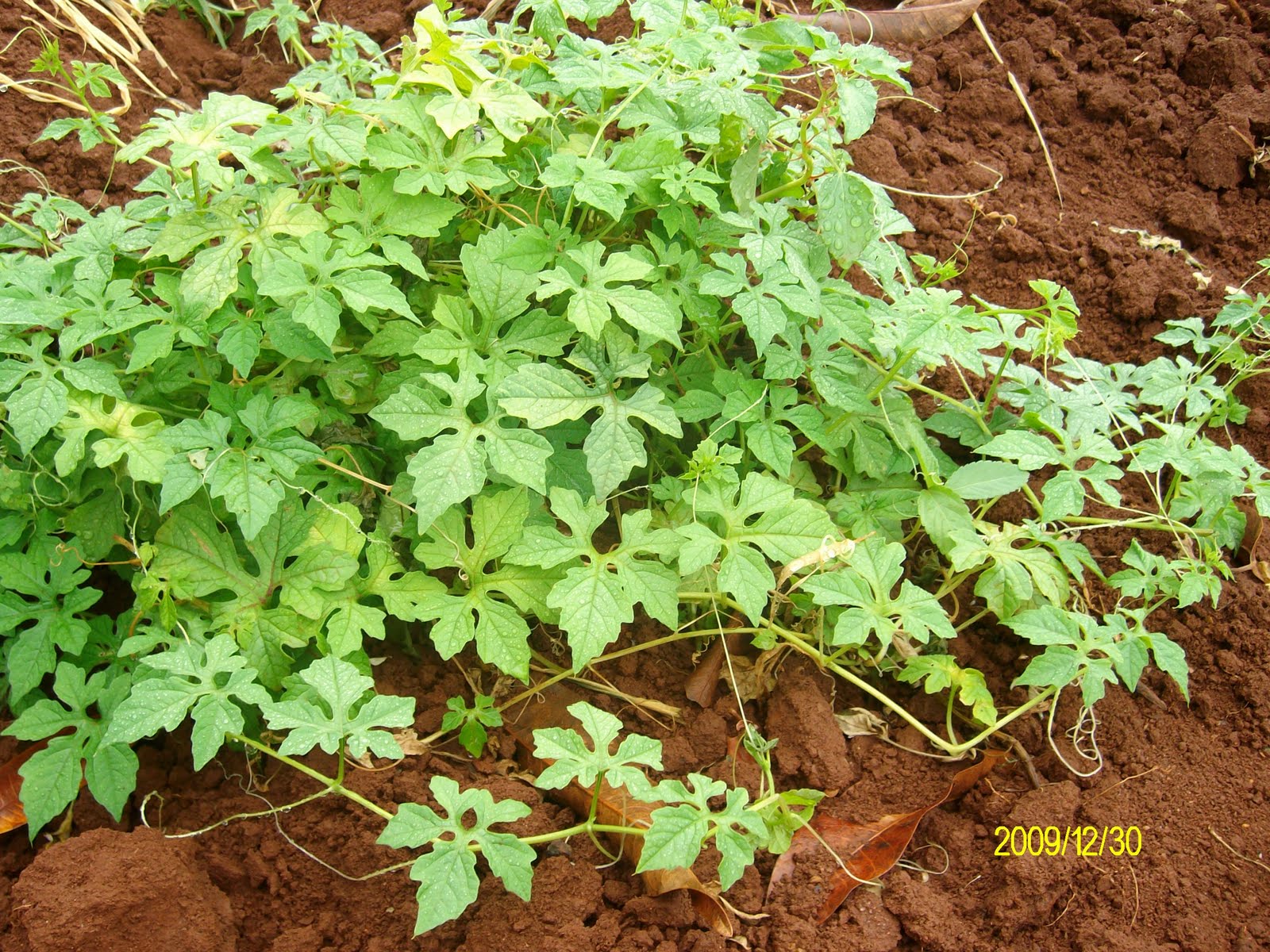 morogo: Morogo wa Nkaka (Xhitshonga)