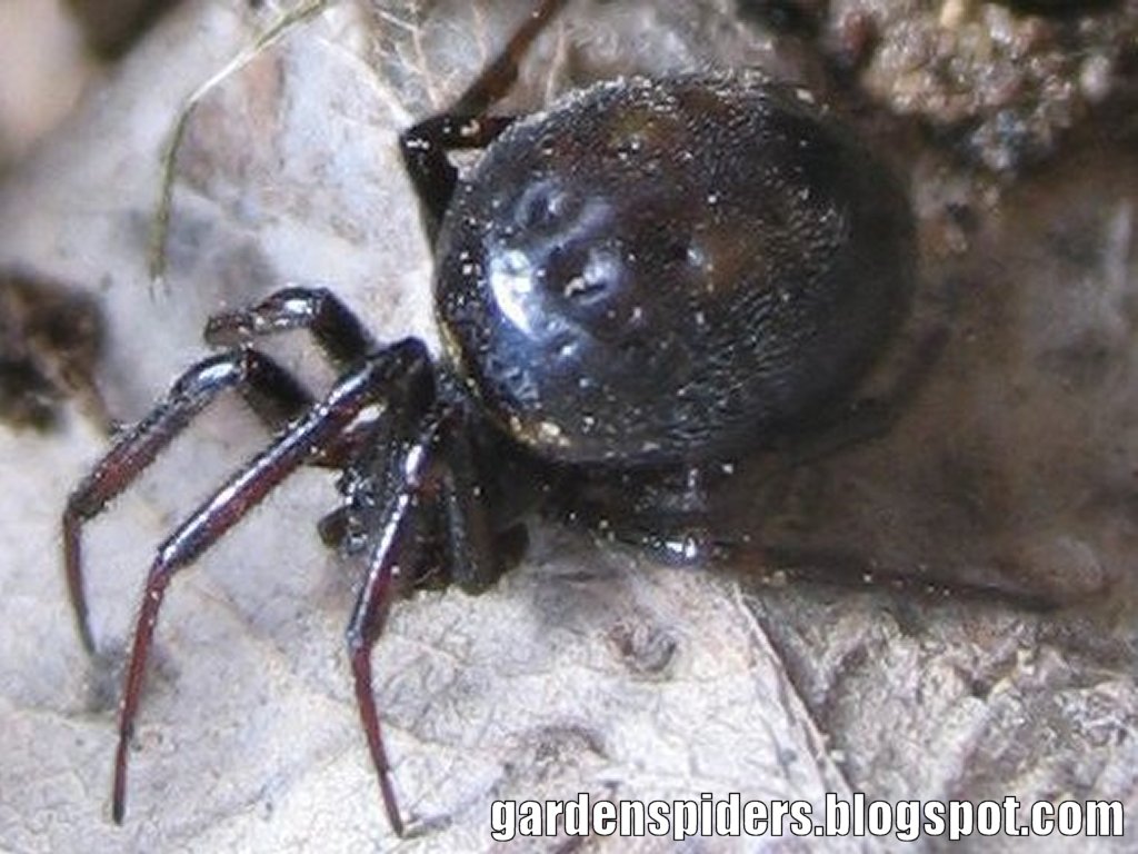 Spiders in the Garden: Black and Brown Spider