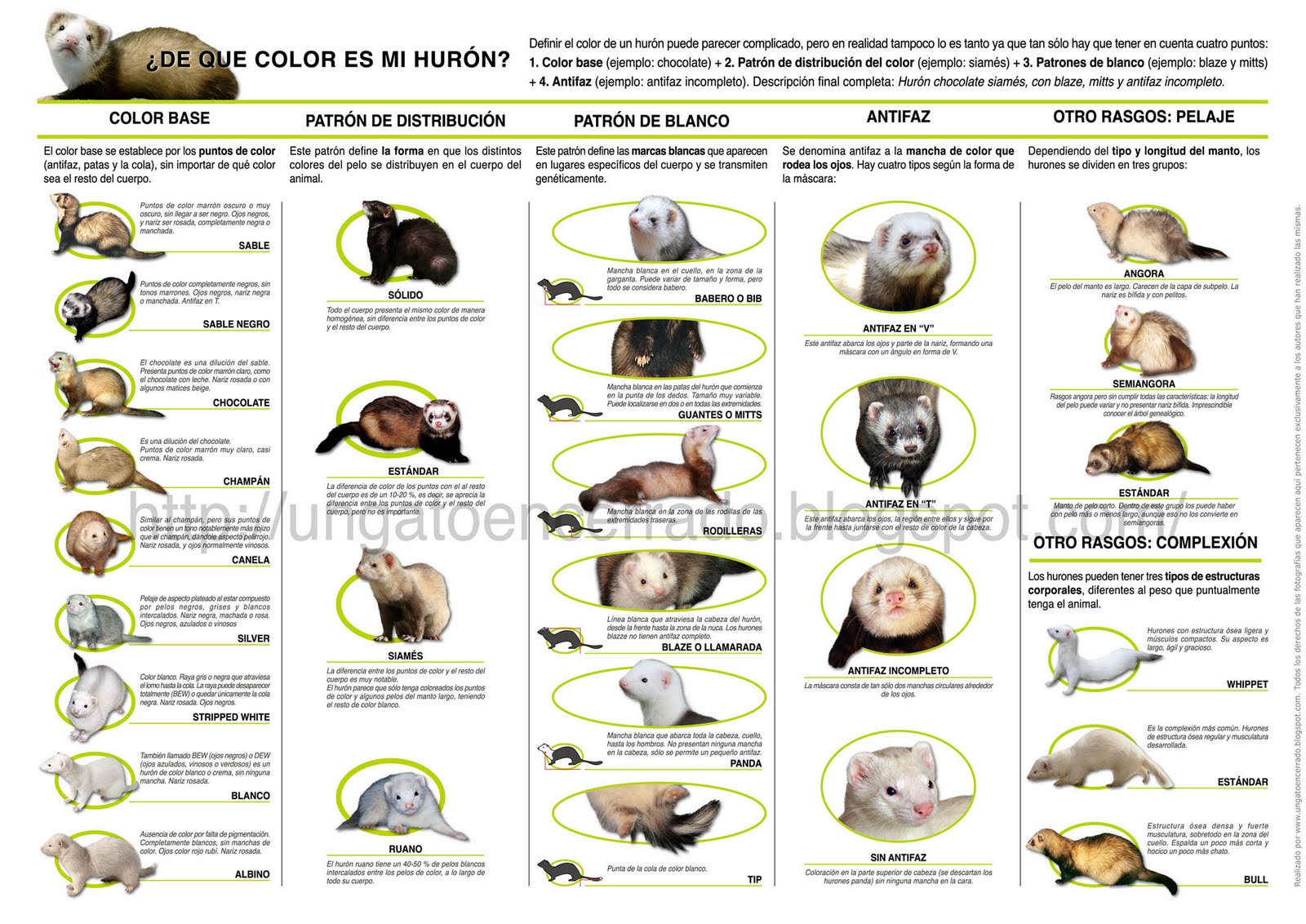 HURONES: Clase de Hurones