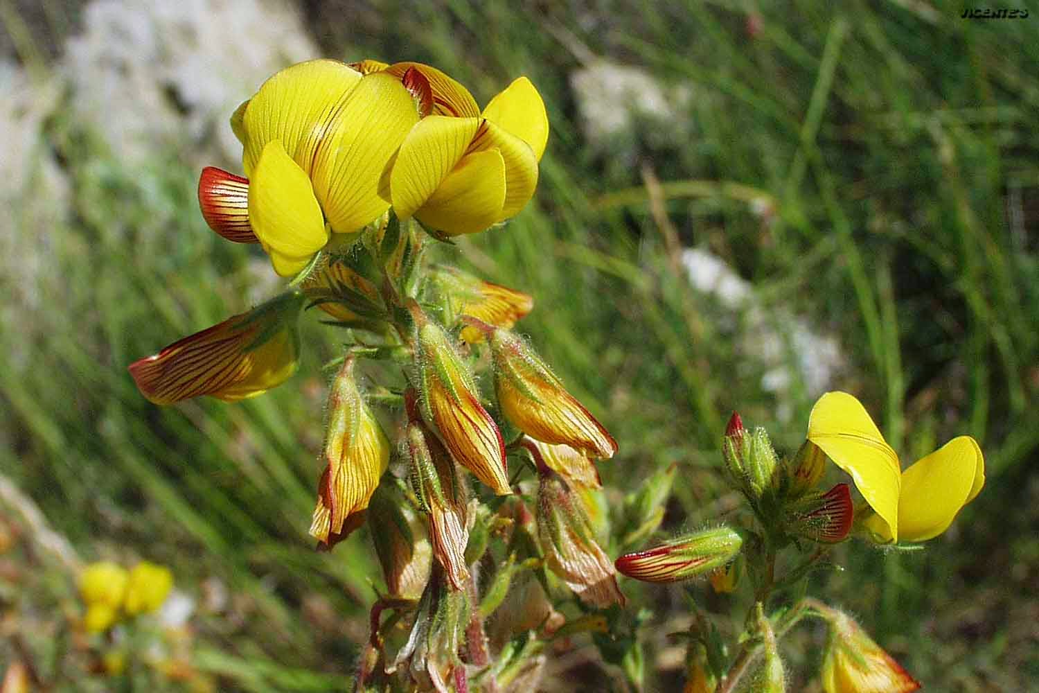 Las flores silvestres de Hormaza: Ononis natrix