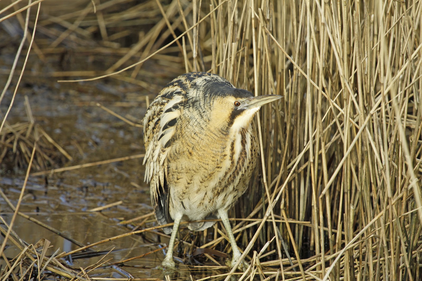 NatuurlijkNatuur: Roerdomp. [Botaurus stellaris]