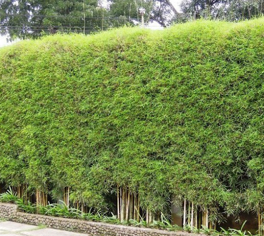 Konsep Terbaru 38+ Pagar Bambu Jepang