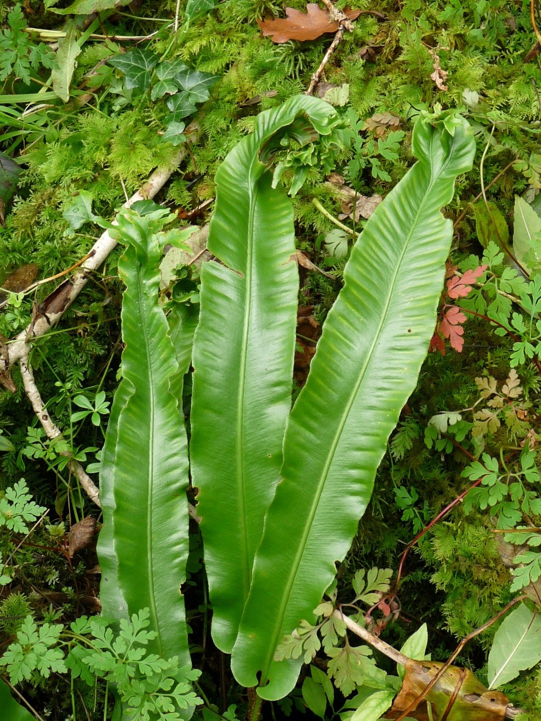 Hutton Roof's Special Ferns and More: Asplenium scolopendrium (Harts ...