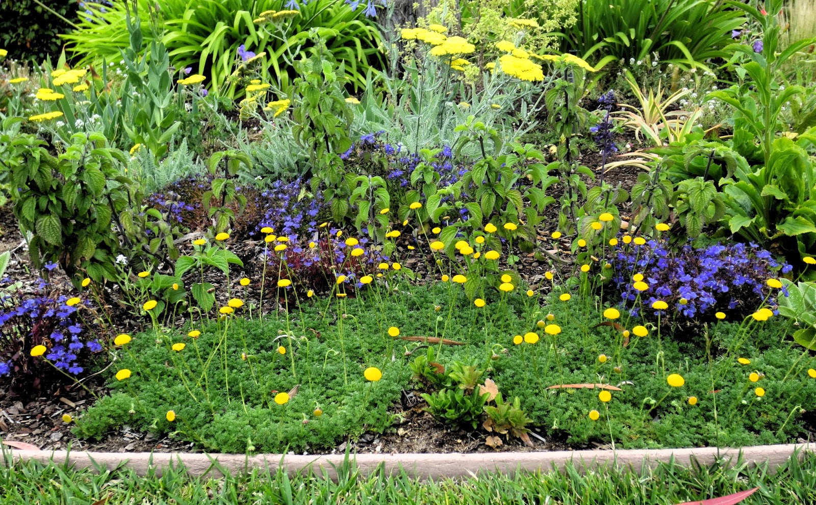 Late to the Garden Party: My favorite plant this week: Cotula ...