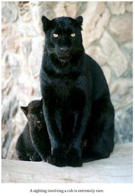 Texas Cryptid Hunter: Black Panther Reports from the Lone Star State