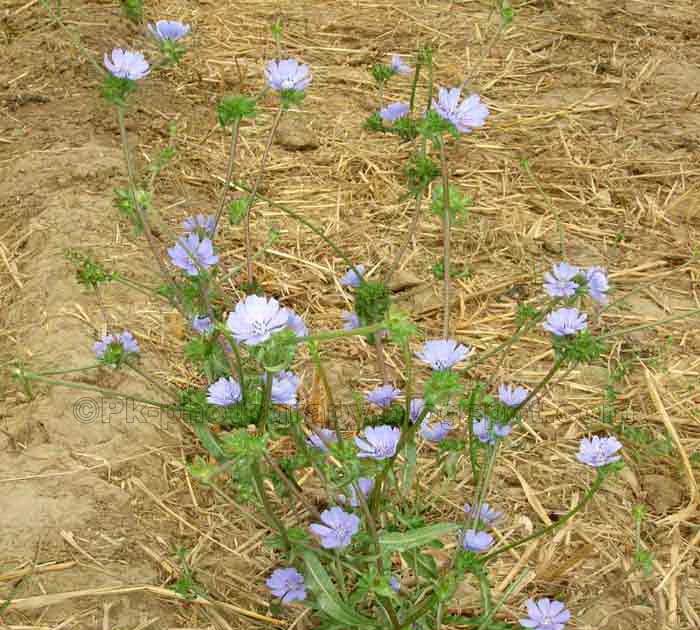Chicory Plant and Flowers | Nature, Cultural, and Travel Photography Blog