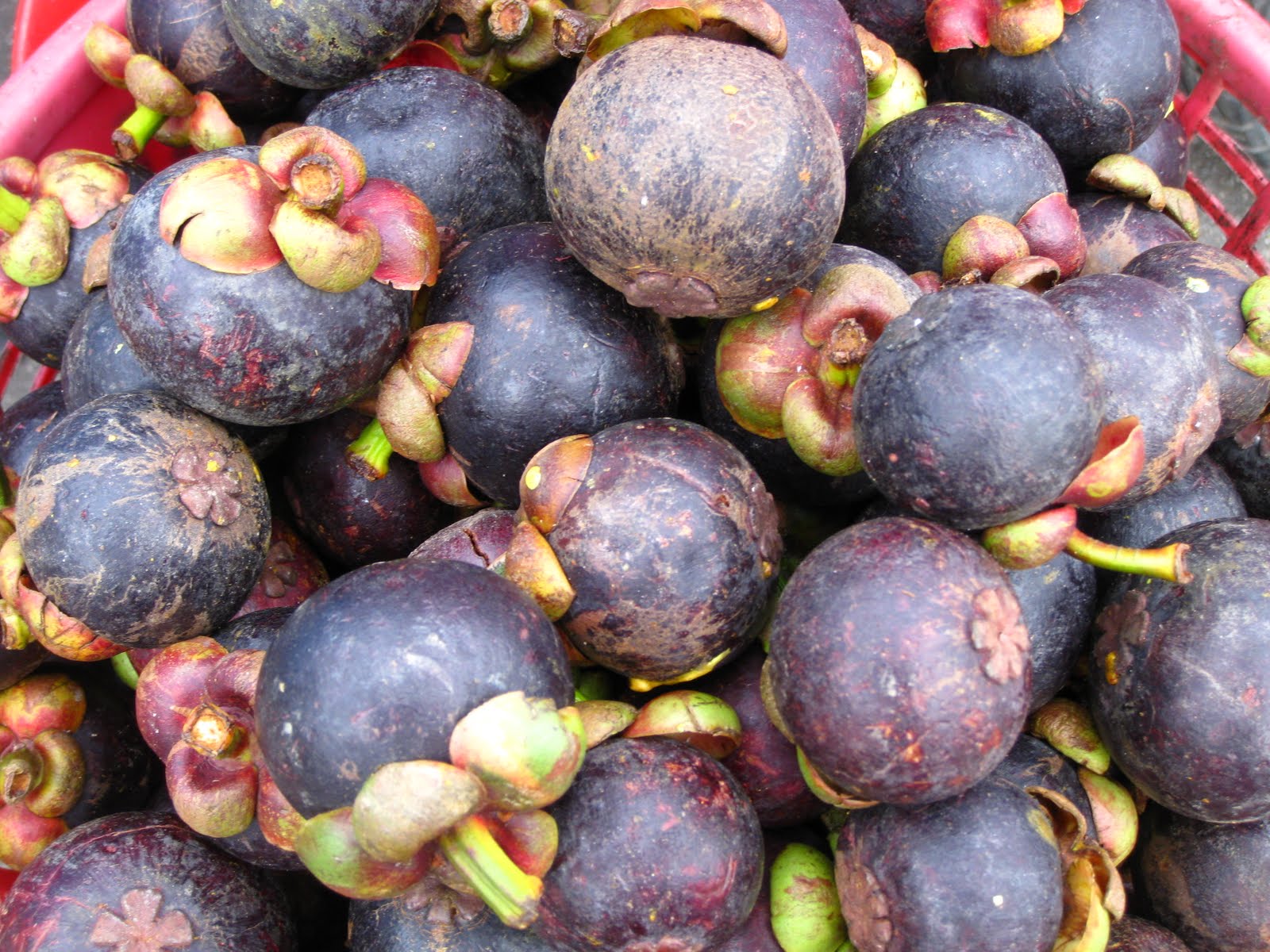 Trunks Up!: Thailand's Exotic Fruits