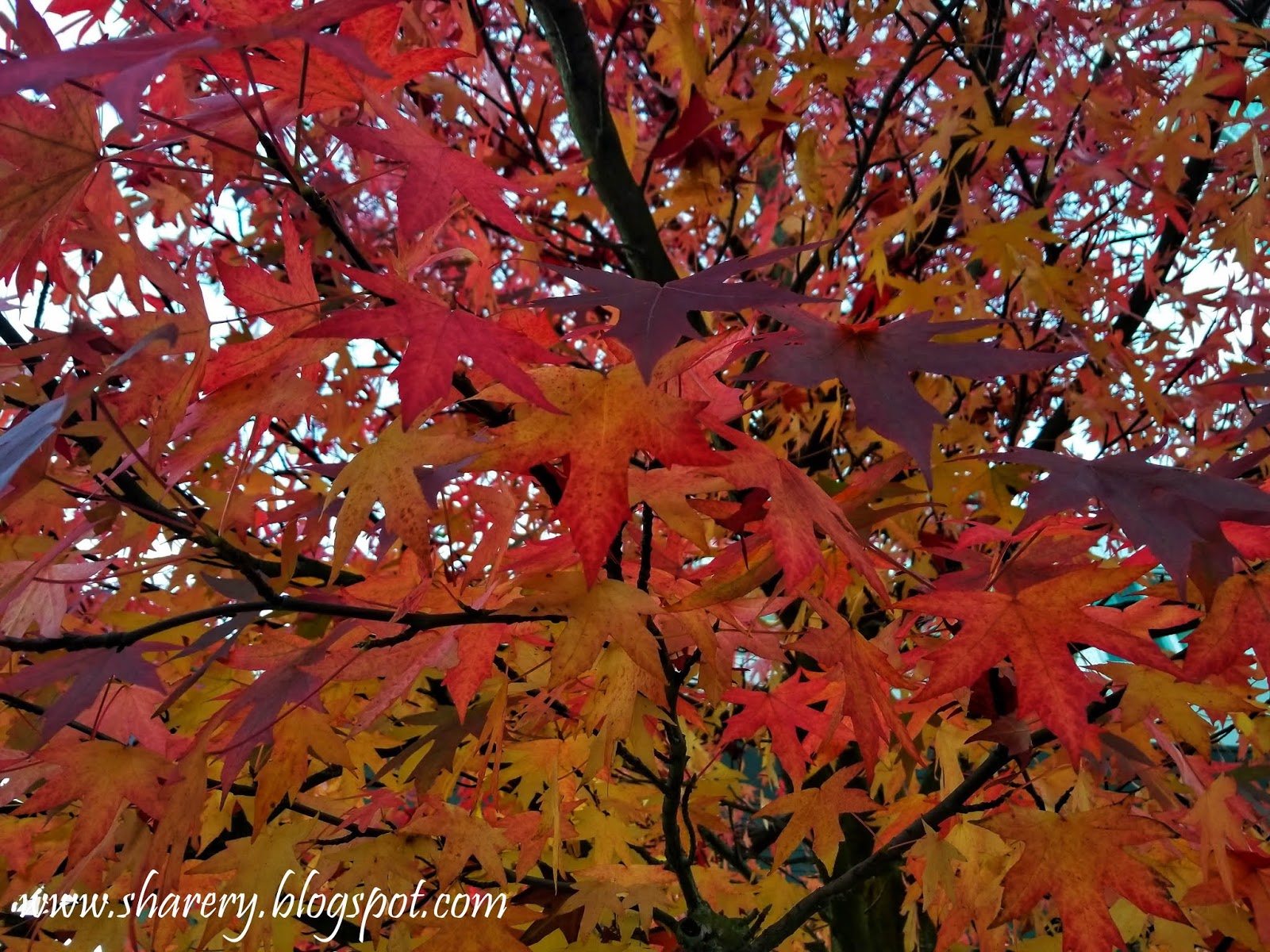 Terjemahan Hati: Musim Luruh Di Vancouver, Kanada (September Dan ...