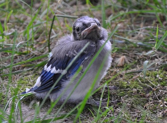 the garden-roof coop: Blue Jay Fledglings...