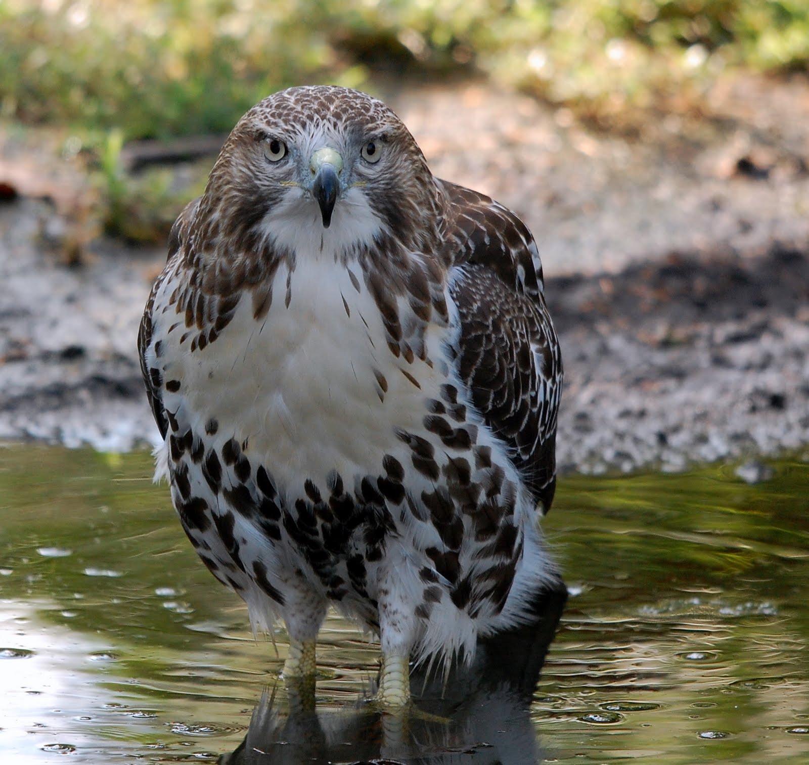 Hawkwatch at the Franklin Institute: Hawks, storms, rain and water