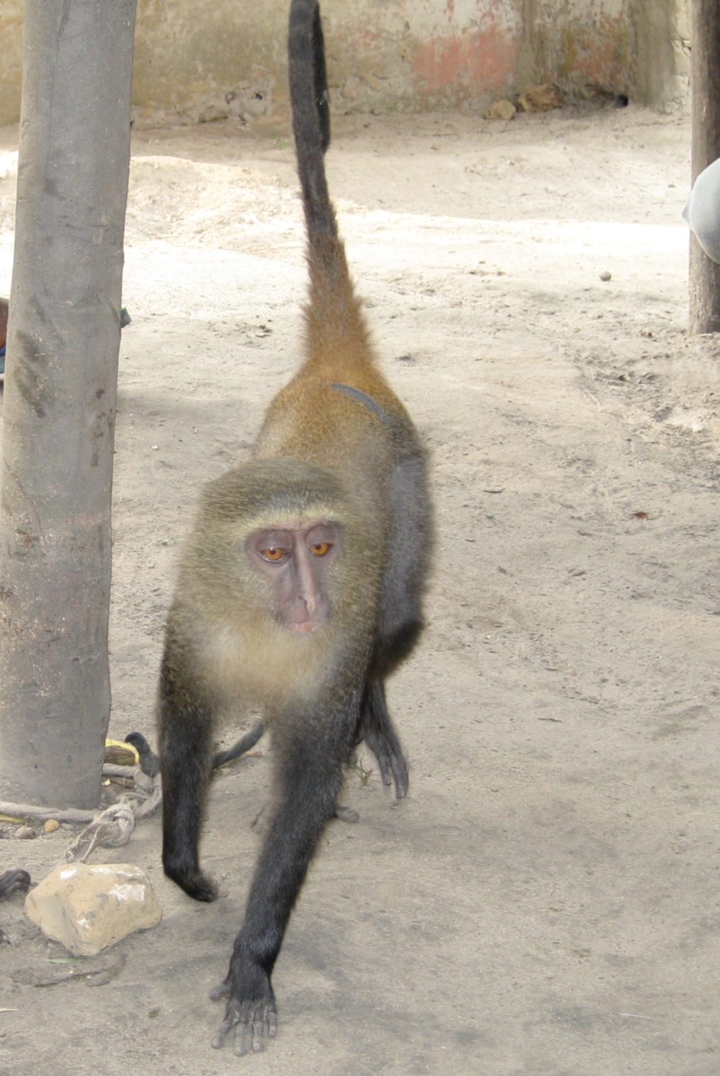 Cercopithecus – Variety of Life