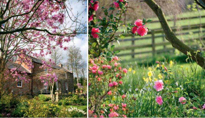 Scottish garden in spring ~ English garden
