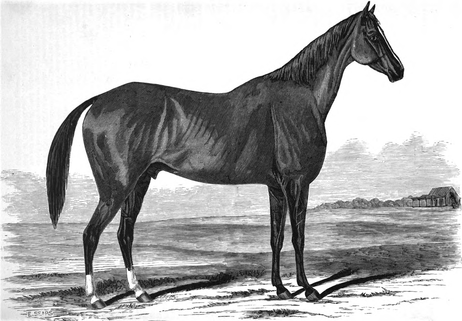 19th Century Historical Tidbits: Boston (Horse)