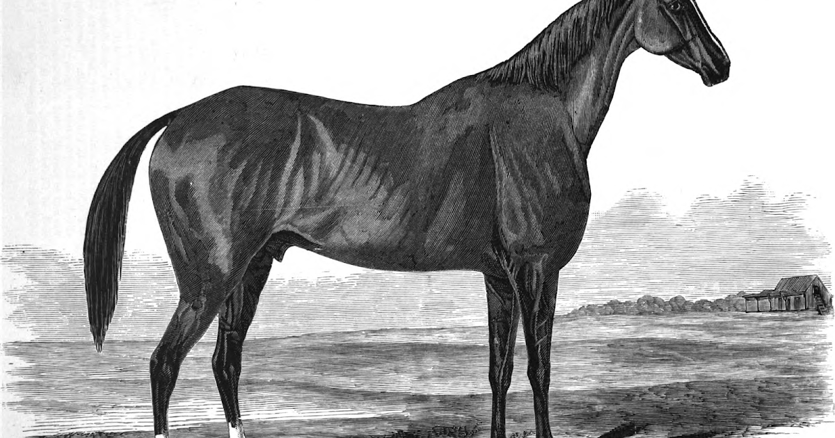 19th Century Historical Tidbits: Boston (Horse)