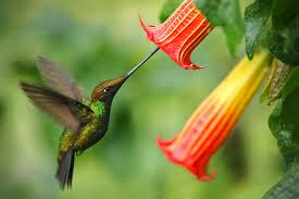 Colibrí de pico de espada (Ensifera ensifera)