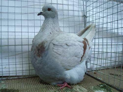 Fancy Pigeon Breeds: French Mondain