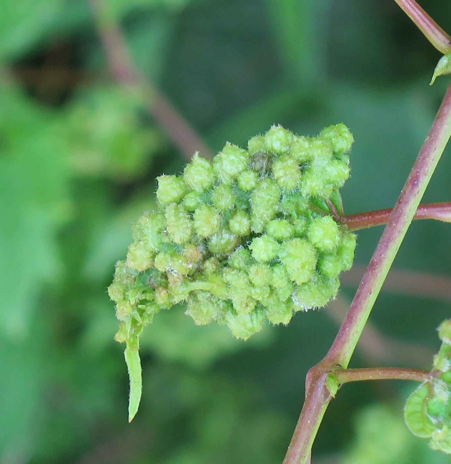 Dummerston Sightings: 2018