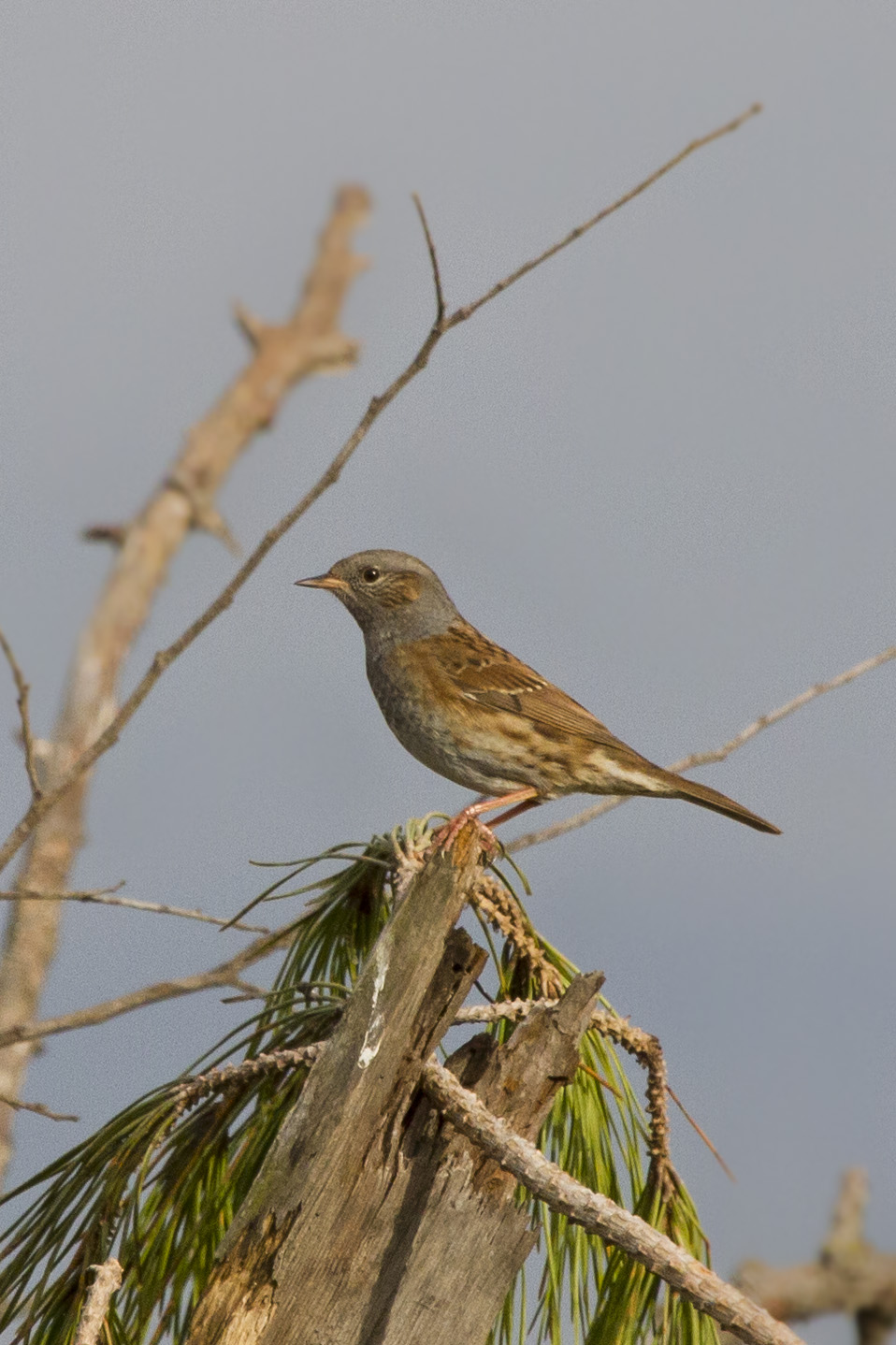 Foto naturalistiche: Passera scopaiola