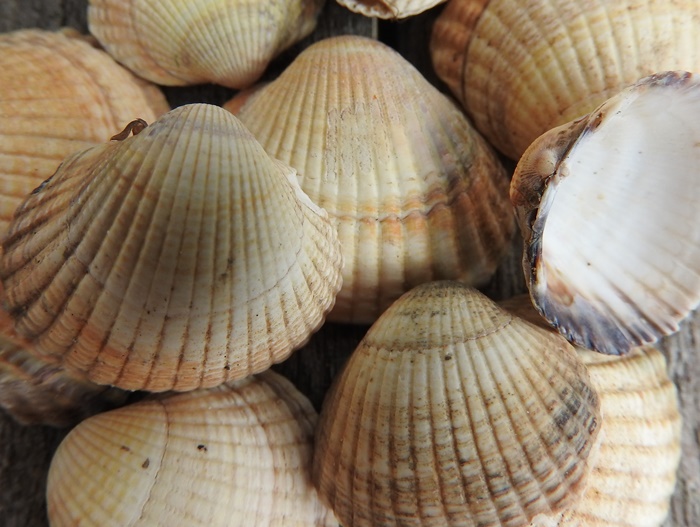 Wise Woman Craft: Shell magic and magical properties of shells