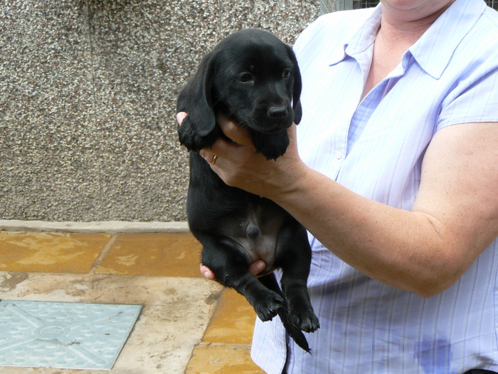 Dei, Doodles, Dachsadors and Domus: History Repeating Itself