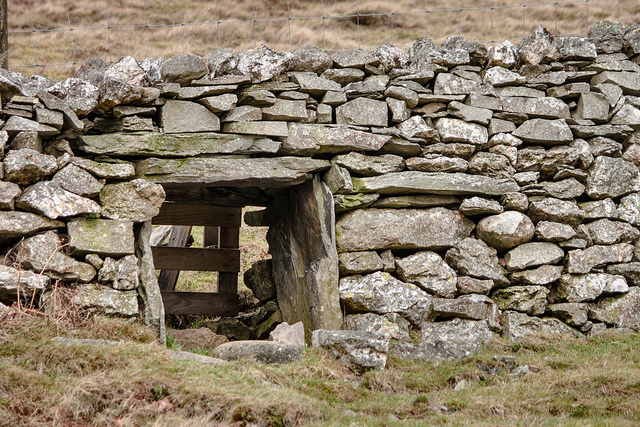 Reflections : The Path