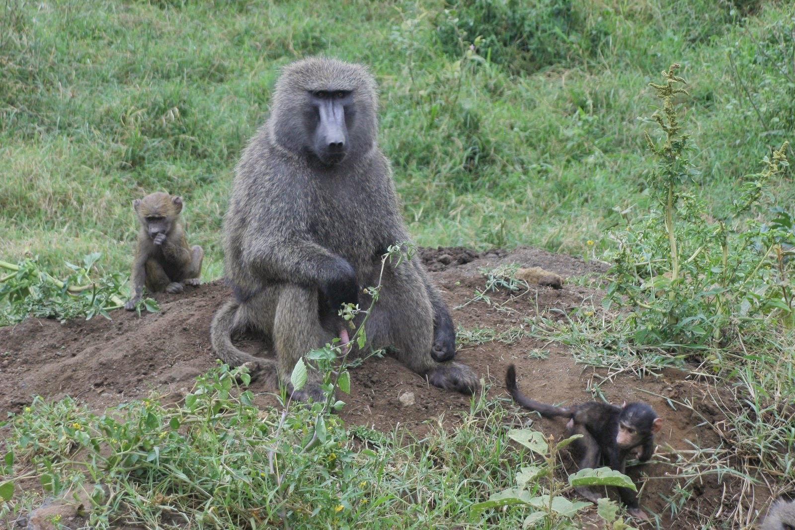 Blogg de Super Warioman: Pokemon origen de los nombres y en que se ...