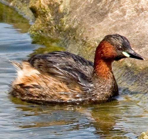 Little grebe photos | Birds of India | Bird World