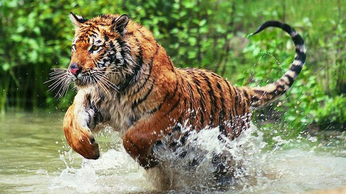 Interesting things: 10 animale din fauna Indiei