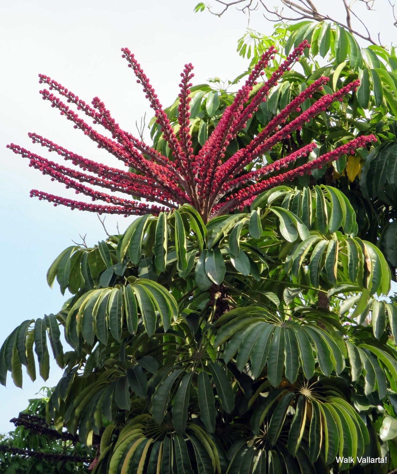 Cheflera Gigante - Schefflera actinophylla
