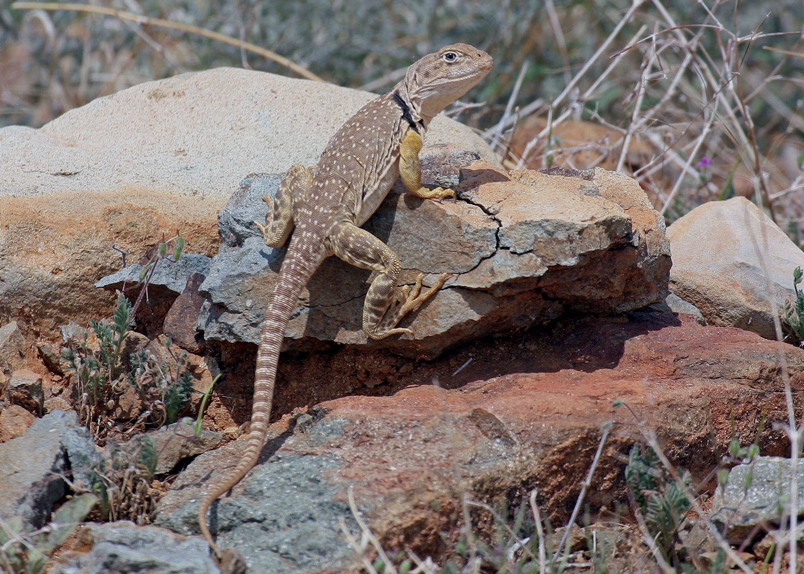 The Azure Gate: Lizards - Part III