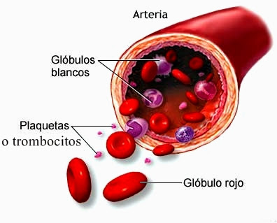 Función de los trombocitos o plaquetas