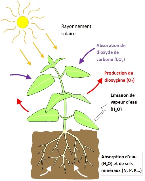 Fleurs sauvages Renaud: La tige
