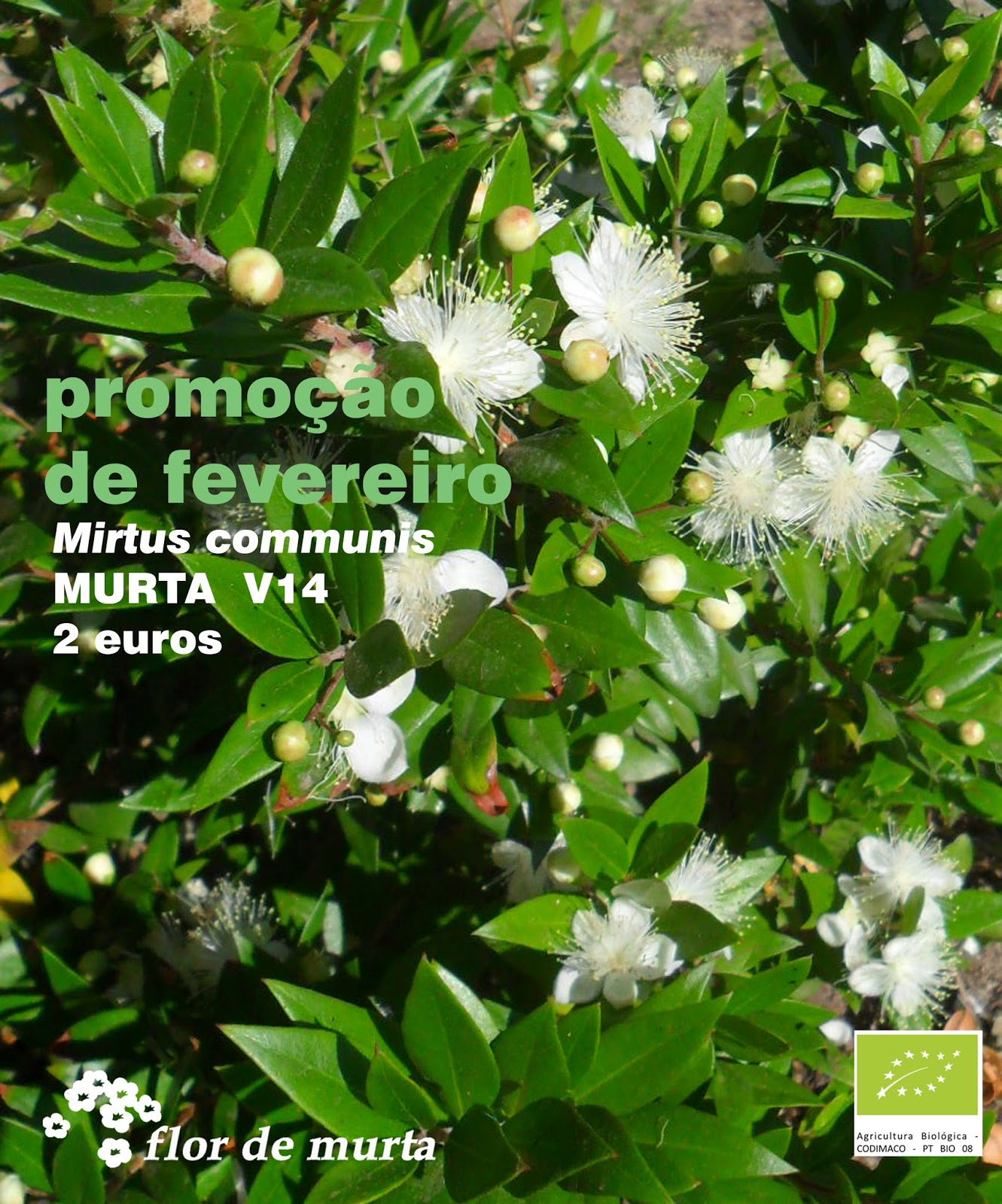 Flor de Murta