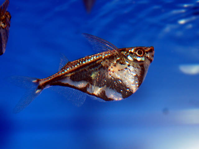 Acuario Total: Pez Hacha marmol