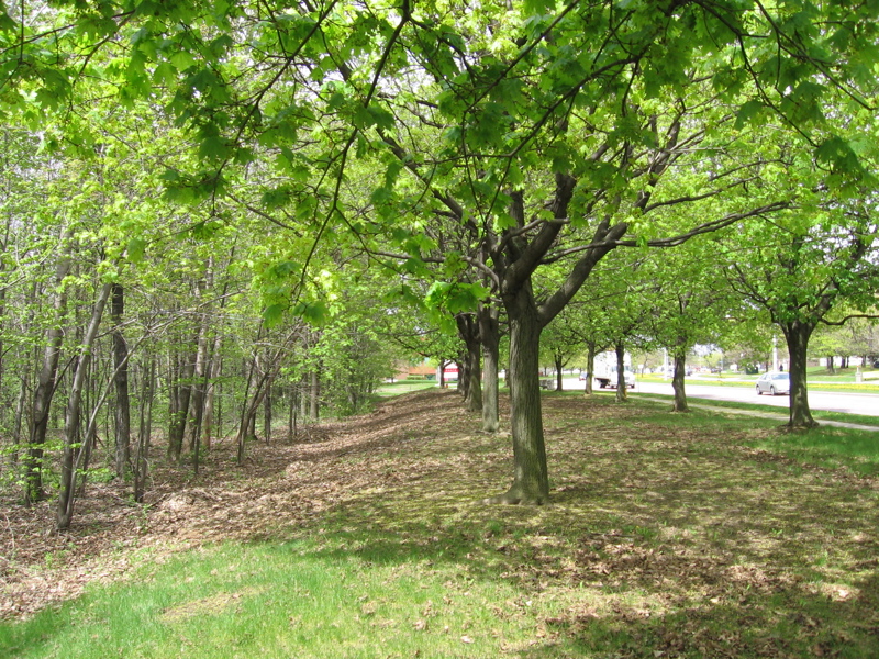 YorkU Master Plan: Woodlots on Campus