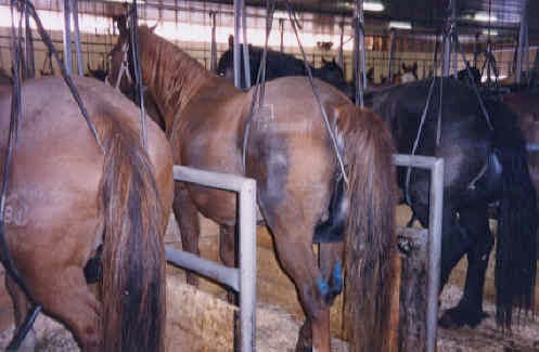 The American Cowboy Chronicles: What Are PMU Horses?