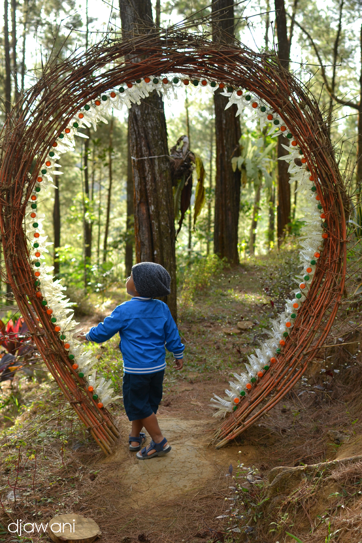 Hutan Pinus Kalilo Menikmati keindahan Hutan Pinus Di Purworejo - Wisata ku