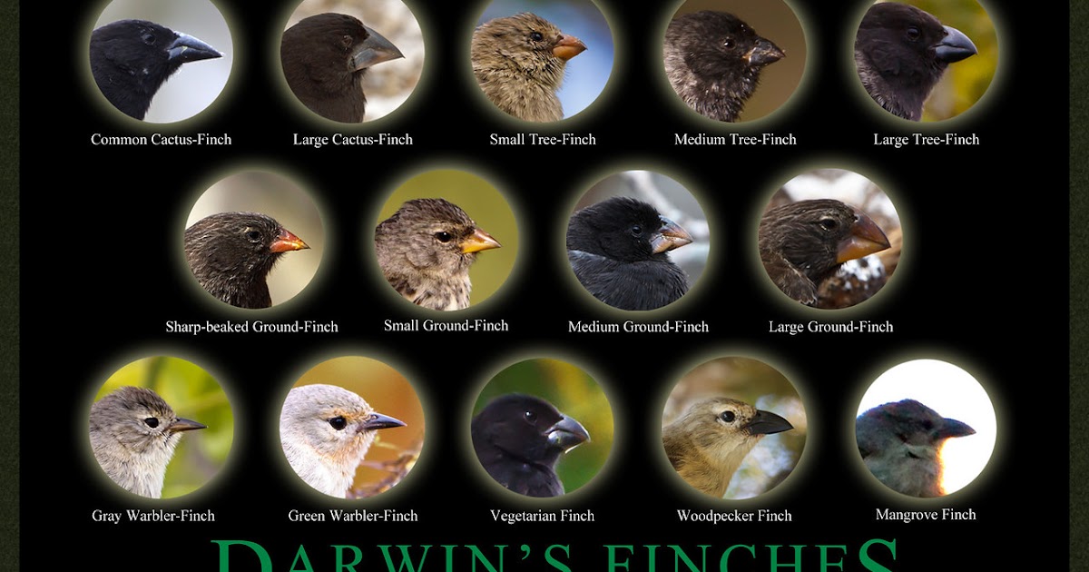 Modern Science refutes the Evolutionary theory: Darwin's Finches ...